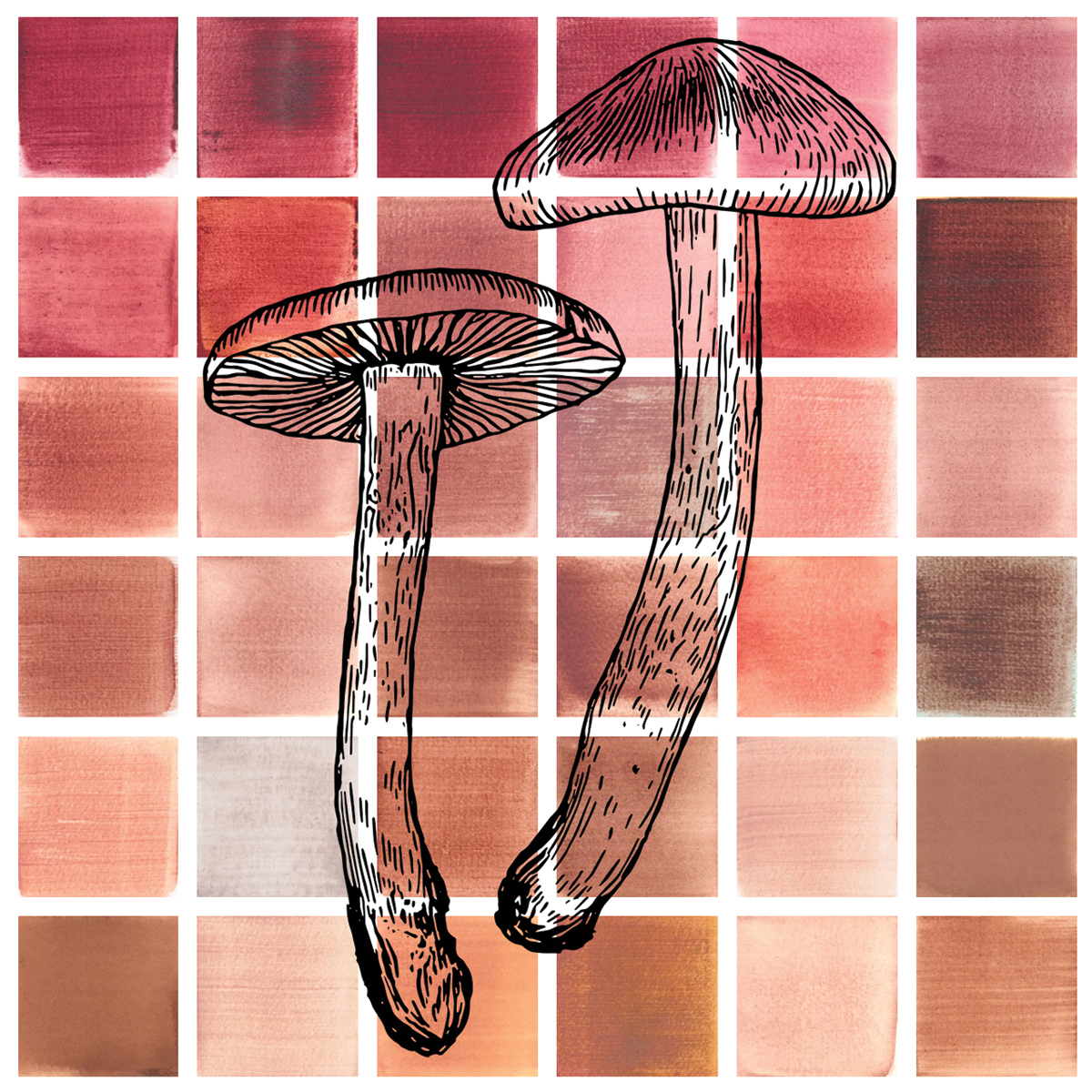 Online Mushroom Dye & Pigment Workshop: Mushroom Color Atlas