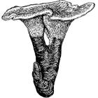 Phellodon atratus: Mushroom Color Atlas