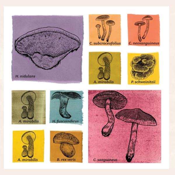 Mushroom Revival: Mushroom Color Atlas