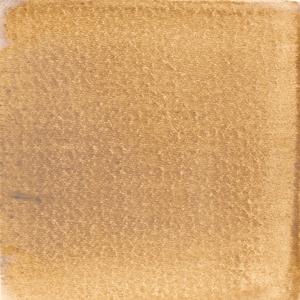 Boletus rex-veris: Mushroom Color Atlas