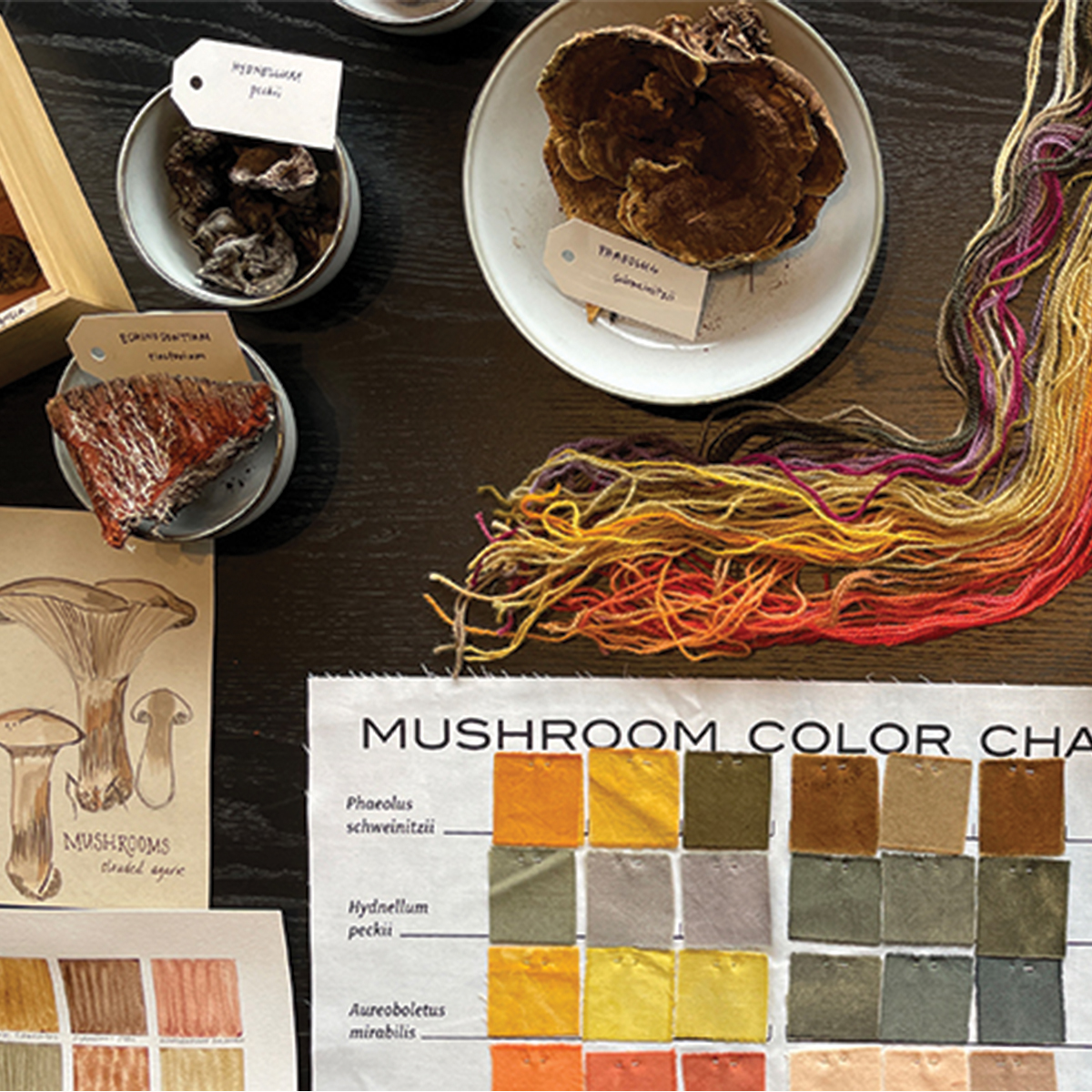 Dyed in the Woods: Mushroom Color Atlas