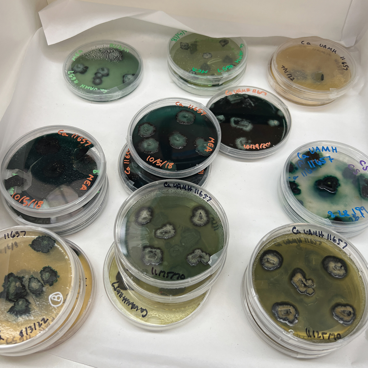 Oregon State University: Mushroom Color Atlas